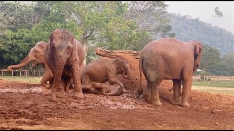 Pyi Mai And Chaba Familes Play Mud Eleflix Youtube