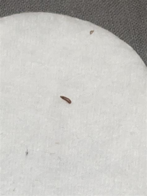 Is This A Bed Bug Shell Or Larvae Rbedbugs Is This A Bed Bug Shell Or Larvae Rbedbugs