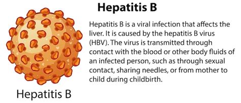 Gratis Vectors En Illustraties Met Hepatitis B Virus Downloaden Freepik