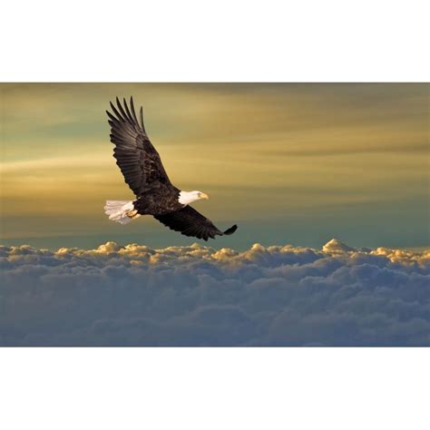 Affiche Poster Aigle