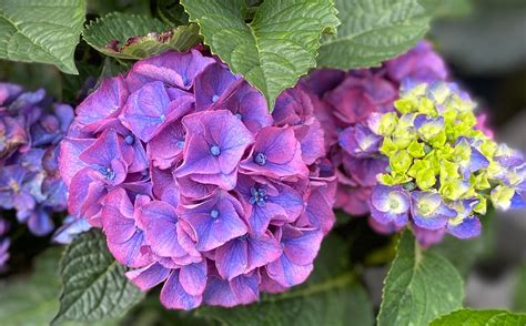 Hydrangeas Bellevue Wa Newcastle Fruit And Produce Co
