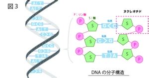 Dnaの構造を徹底解説！～塩基の種類から発見の歴史まで～｜高校生向け受験応援メディア「受験のミカタ」