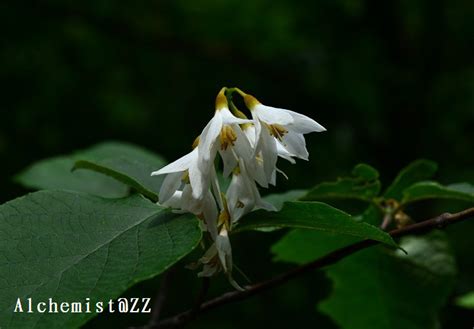 玉铃花 Styrax Obassia Nature Library