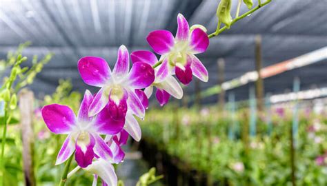 Best Shade Cloth For Orchids The Ultimate Guide