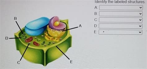 Identify The Labeled Structures A B C D E Others