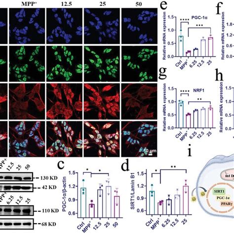 Csc Nps Ameliorated Mpp⁺ ‐induced Mitochondrial Dysfunction Through The