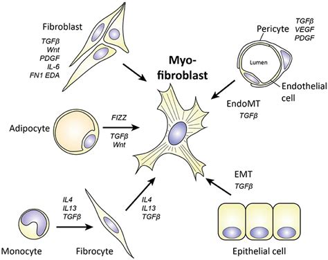 Frontiers Unraveling Ssc Pathophysiology The Myofibroblast