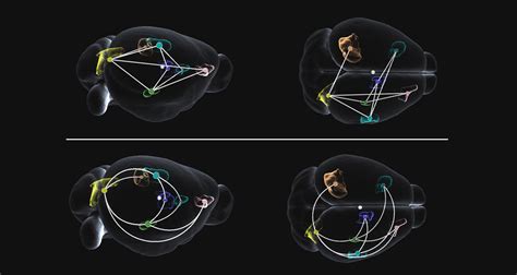 Interactive 3d Visualization Of Spatial Brain Networks On Behance