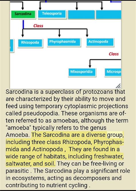 Superclass Sarcodina Youtube