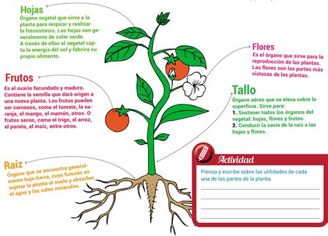 Partes De La Planta Escolar Abc Color