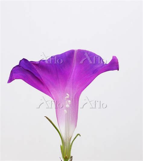 アサガオ 花の断面 おしべ めしべ 21147004 の写真素材 アフロ