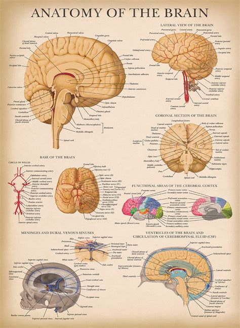 buy palace learning vintage brain anatomy laminated anatomical
