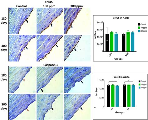 Exposure To Copper Induces Overexpression Of Enos In Aortic Download Scientific Diagram