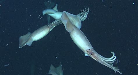 Humboldt Squid Facts And Information Guide American Oceans