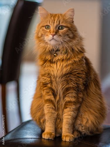 Fluffy Ginger Cat