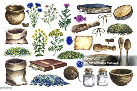 약초 카모마일 및 세인트 존스 워트 탠시 및 수레 국화 Leuzea 건조 린넨 가방 유리 및 나무 병에 짓 눌린 것 오래된 요리책 수채화 손으로 그린 그림입니다 0명에 대한