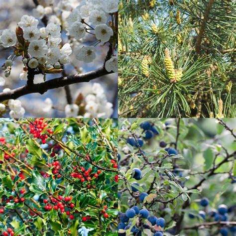 Tree Saplings And Shrubs To Plant In February Uk Grown Trees