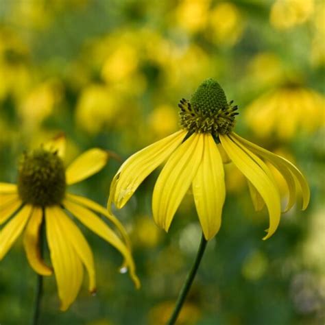 Rudbeckia Laciniata Cutleaf Coneflower Butterfly Effect Farm