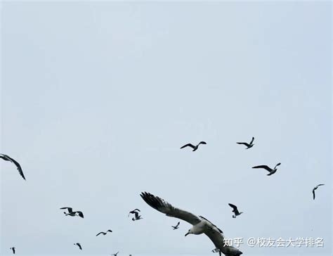 校友会2024中国大学排名 成都工业学院专业排名 知乎