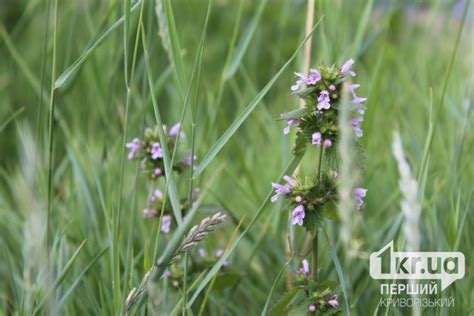 Якою буде погода у Кривому Розі 18 липня Перший Криворізький