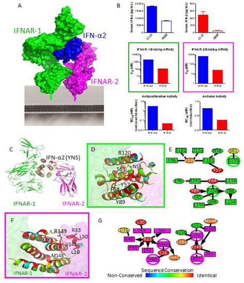 Alpha And Beta Type 1 Interferon Signaling Passage For Diverse Biologic Outcomes Pmc