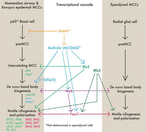 Multiciliated Cells A Review PMC