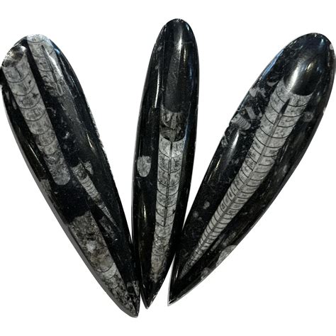 Fossil Squid Like Orthoceras Prehistoricoregon