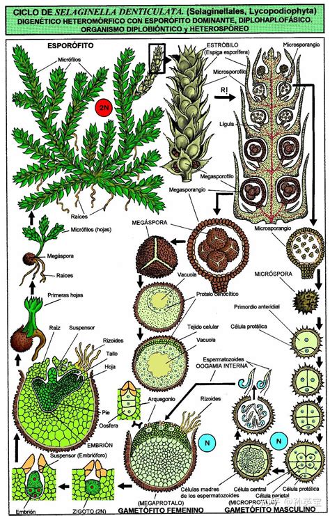 科学绘画来自泥盆纪时期的蕨类植物 知乎
