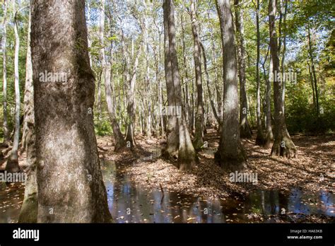 Cypress And Water Tupelo Tree Swamp Along Natchez Trace Parkway In