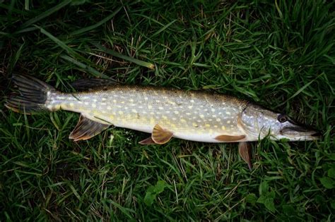 Premium Photo High Angle View Of Fish On Grassy Field