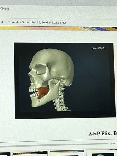 Muscles Flashcards Quizlet