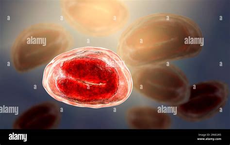 Threadworm Enterobius Vermicularis Eggs Containing Worm Larvae