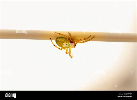 Araniella Cucurbitina Squash Spider Or Cucumber Spider Green Abdomen