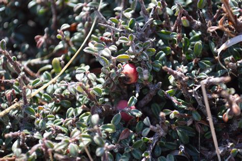 Cotoneaster Thymifolius Eflora Of India