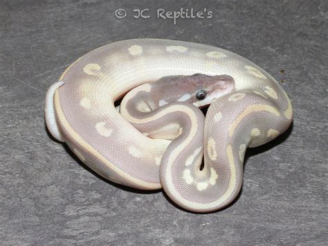 Morph List World Of Ball Pythons