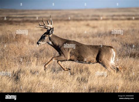 White Tailed Deer Odocoileus Virginianus Buck Running Through The