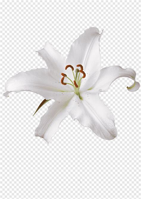 ดอกไม้ดอกลิลลี่สีขาว Fleurdelis มาดอนน่าลิลลี่ ลายดอกไม้ ทิวลิป