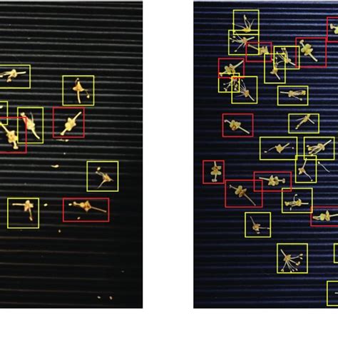 Fpga Porting And Deployment Flow Of The Detection Model Of Male And Download Scientific Diagram