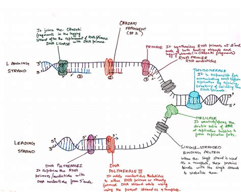 Unlabeled Dna Replication Diagram Diagram Of Dna Replication Labelling
