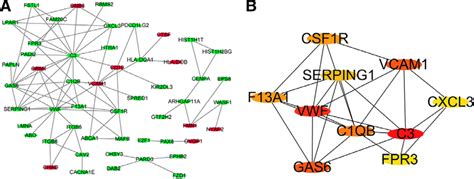 Protein Protein Interaction Network Constructed And Hub Gene Download Scientific Diagram