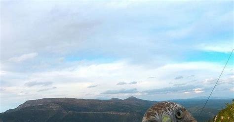 Hawk Photo Bomb Imgur