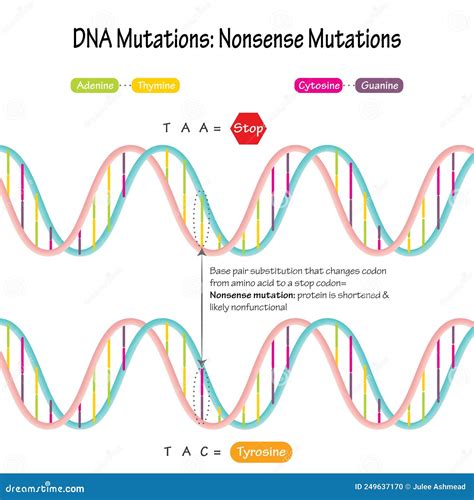 Dna Mutations Nonsense Mutations Diagram Illustration Cartoondealer