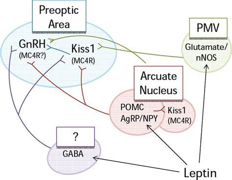 Figure 1 From Chemical Identity Of Hypothalamic Neurons Engaged By
