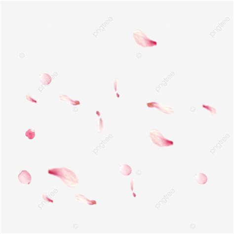 분홍색 꽃잎 꽃잎 일러스트 장미 일러스트 분홍색 일러스트레이션 장미