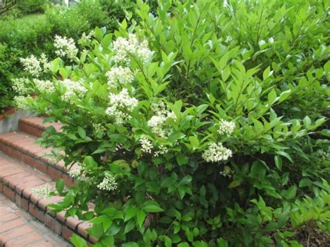 광나무 효능 꽃말 광나무와 쥐똥나무 비교 네이버 블로그