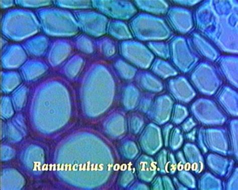 Photomicrographs Of Rootf Tissues