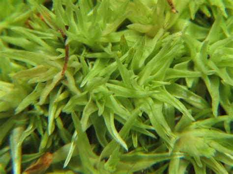 bio-forum.pl: Leucobryum glaucum