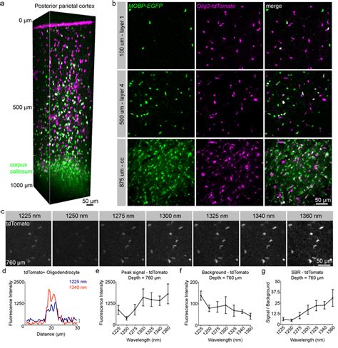 Simultaneous 3p Excitation Of Egfp And Tdtomato In Posterior Parietal Download Scientific