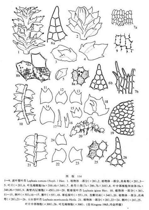 波叶裂叶苔图册 360百科