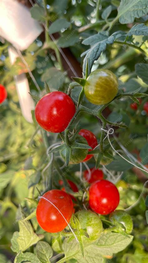 Premium Photo Ripe Small Round Tomatoes In The Garden
